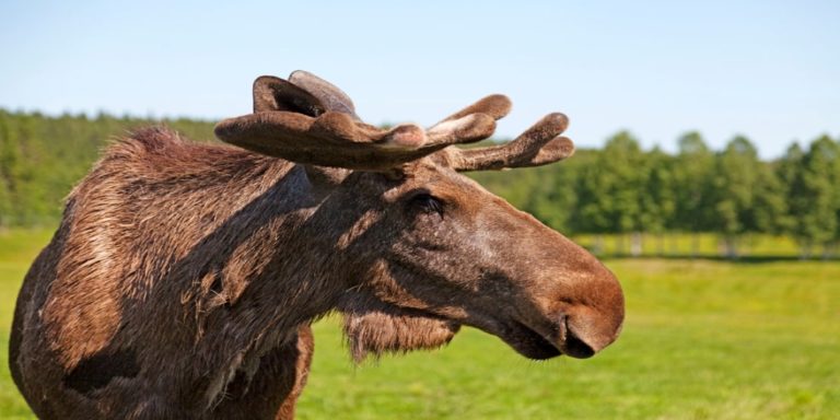 Canadian Moose - Size, Diet, Antlers, Features and More