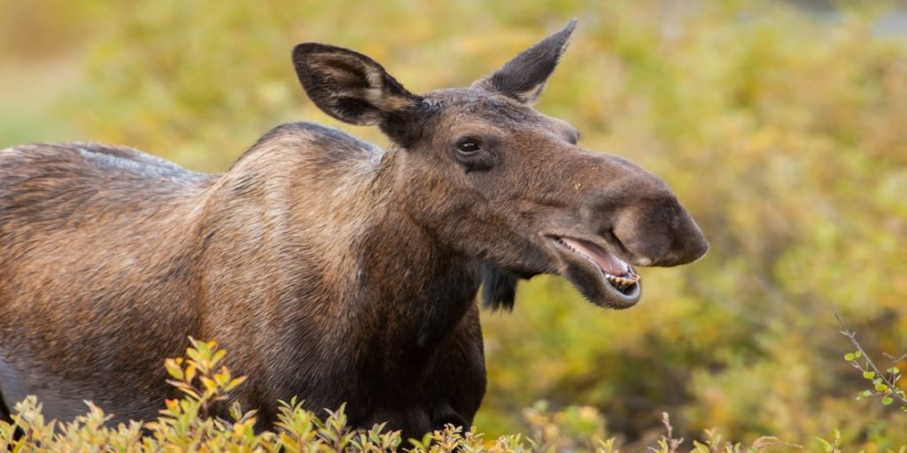 Canadian Moose - Size, Diet, Antlers, Features and More